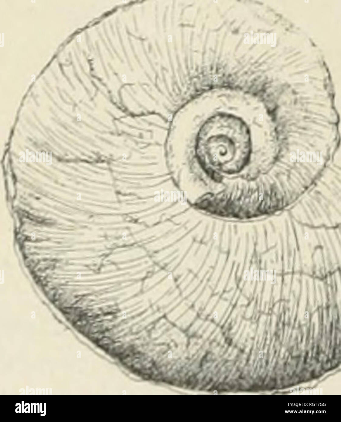 Shallow rounded grooves hi-res stock photography and images - Alamy