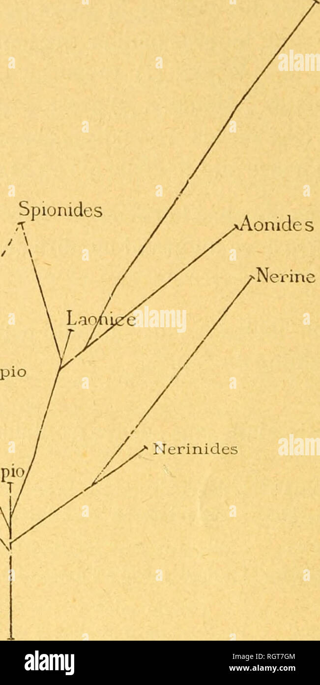 Prionospio hi-res stock photography and images - Alamy