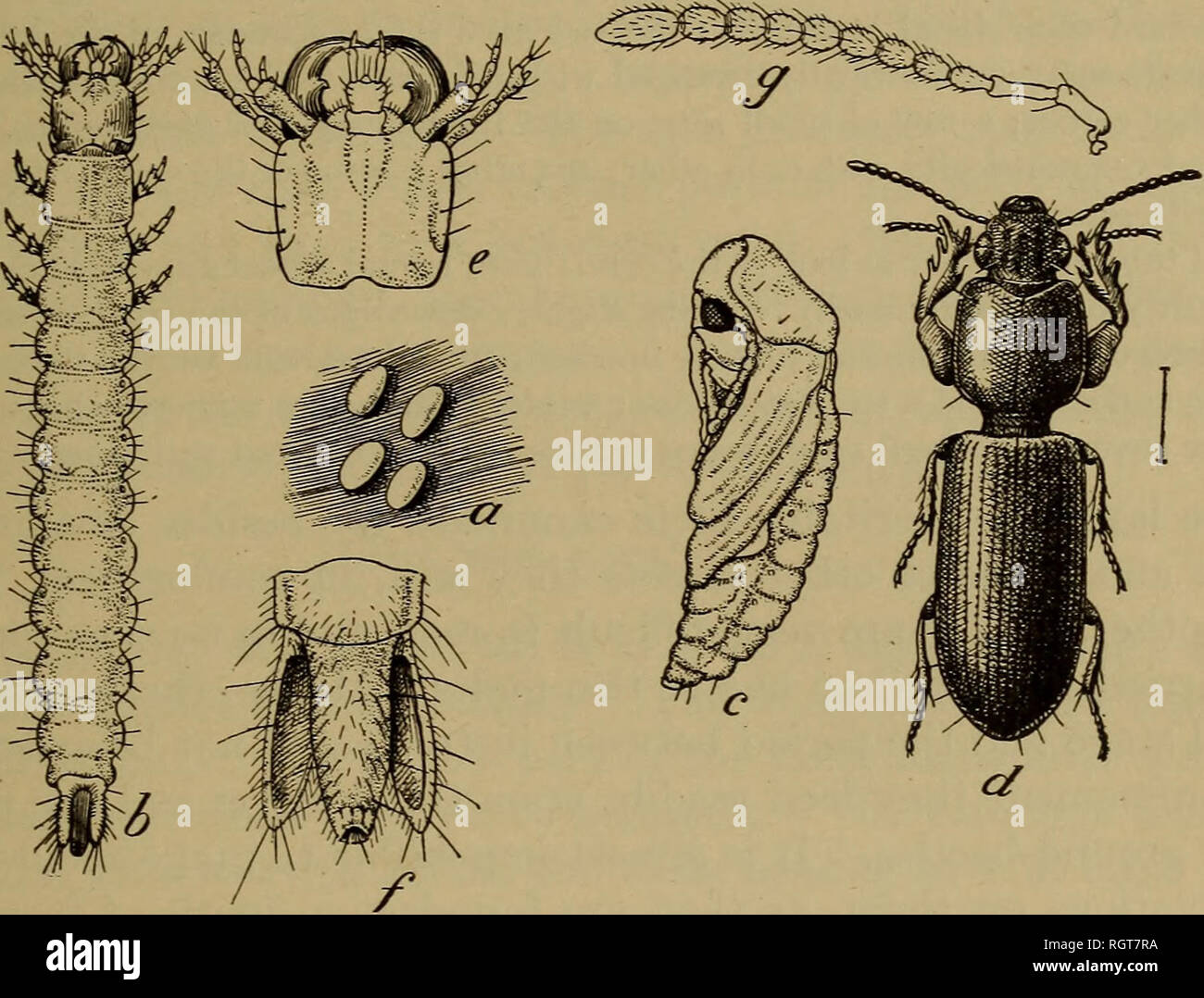 . Bulletin. Insects; Insect pests; Entomology; Insects; Insect pests ...