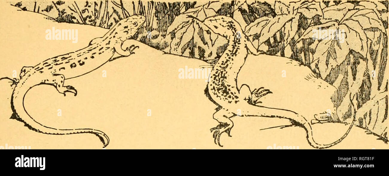 Louis dollo hi-res stock photography and images - Alamy