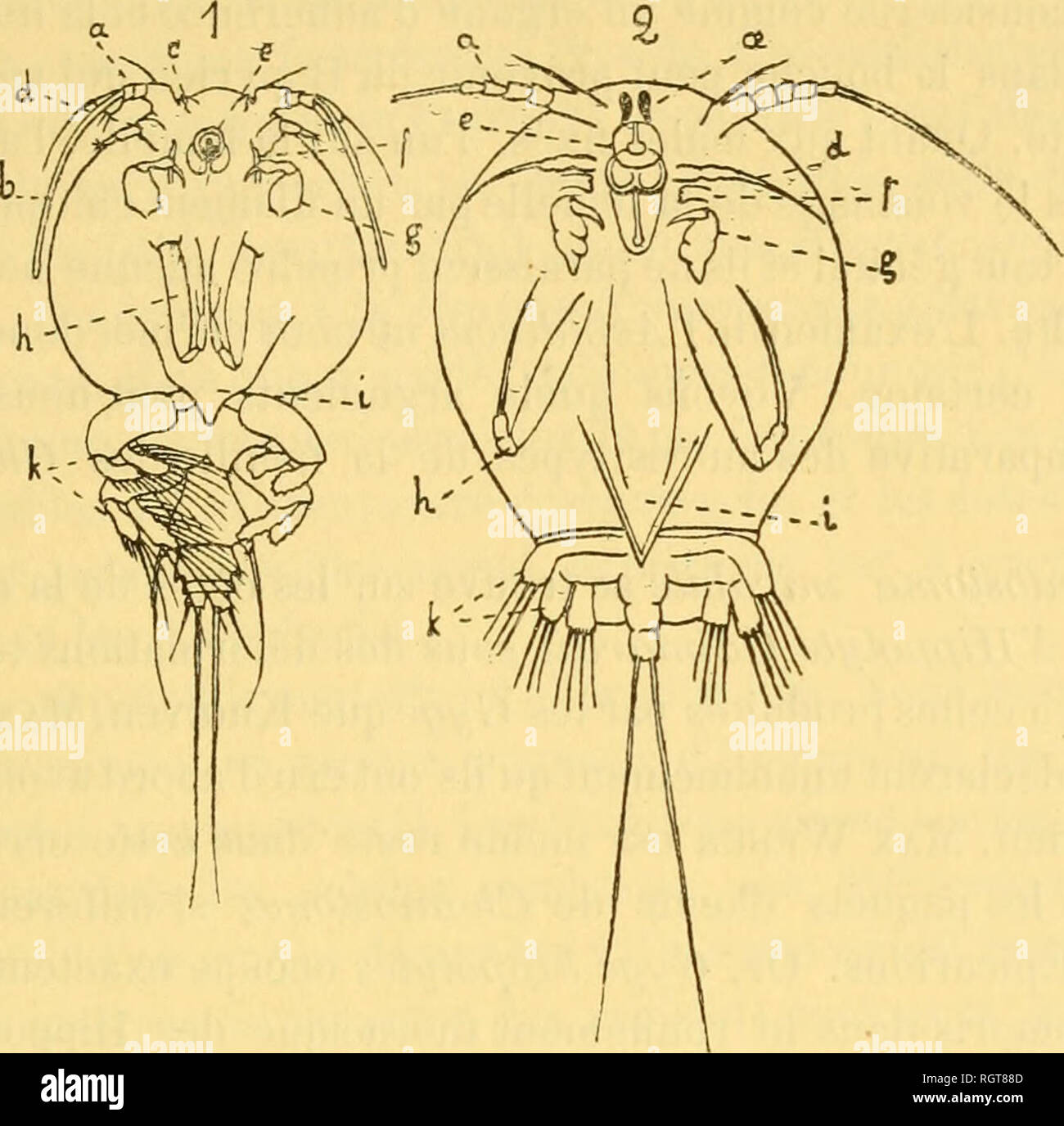 Processus biologique hi-res stock photography and images - Alamy