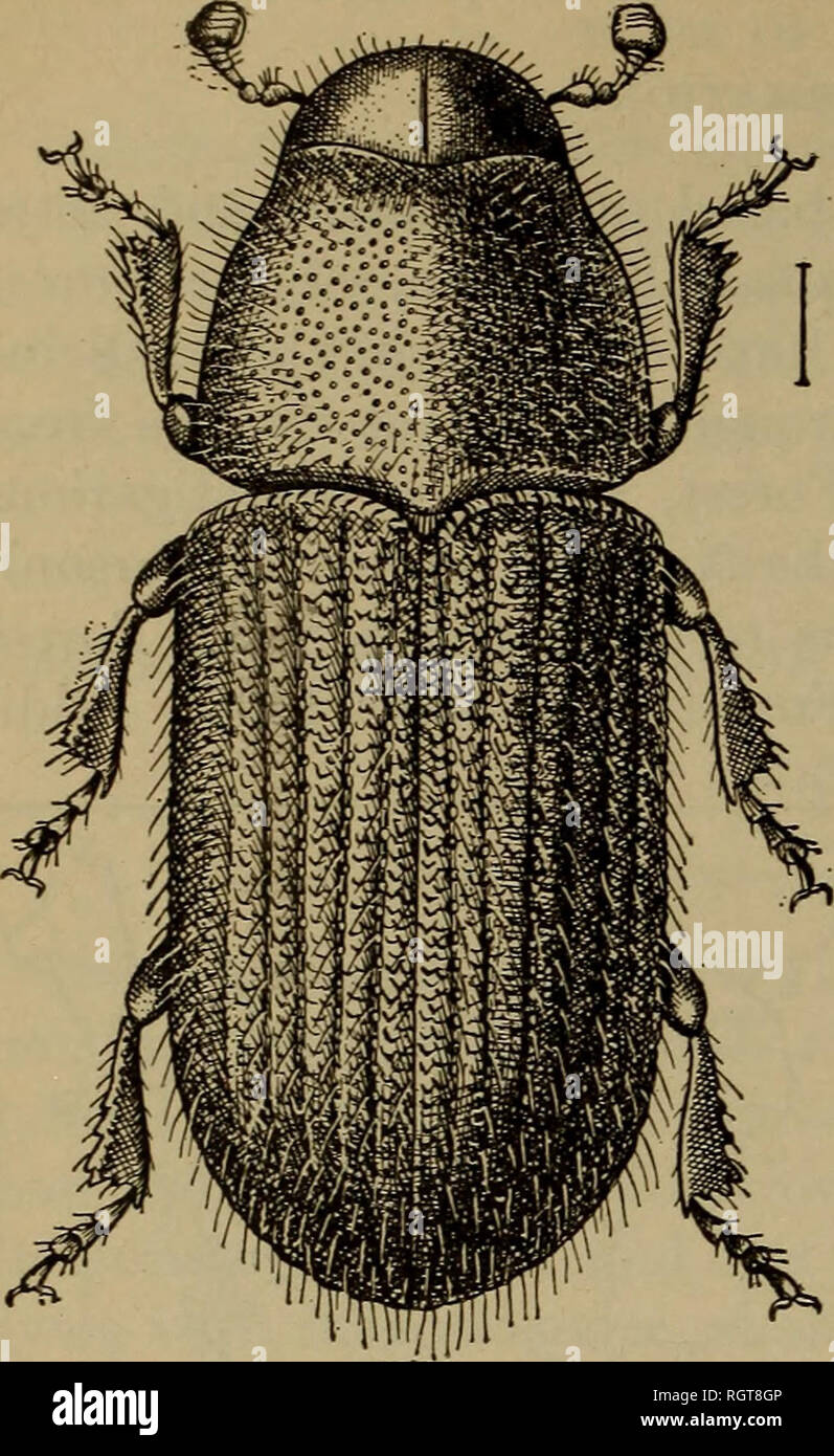 Scolytid hi-res stock photography and images - Alamy