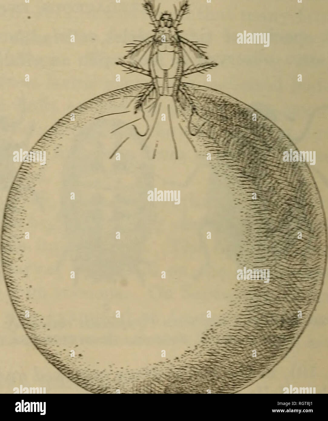 Predatory mite hi-res stock photography and images - Alamy
