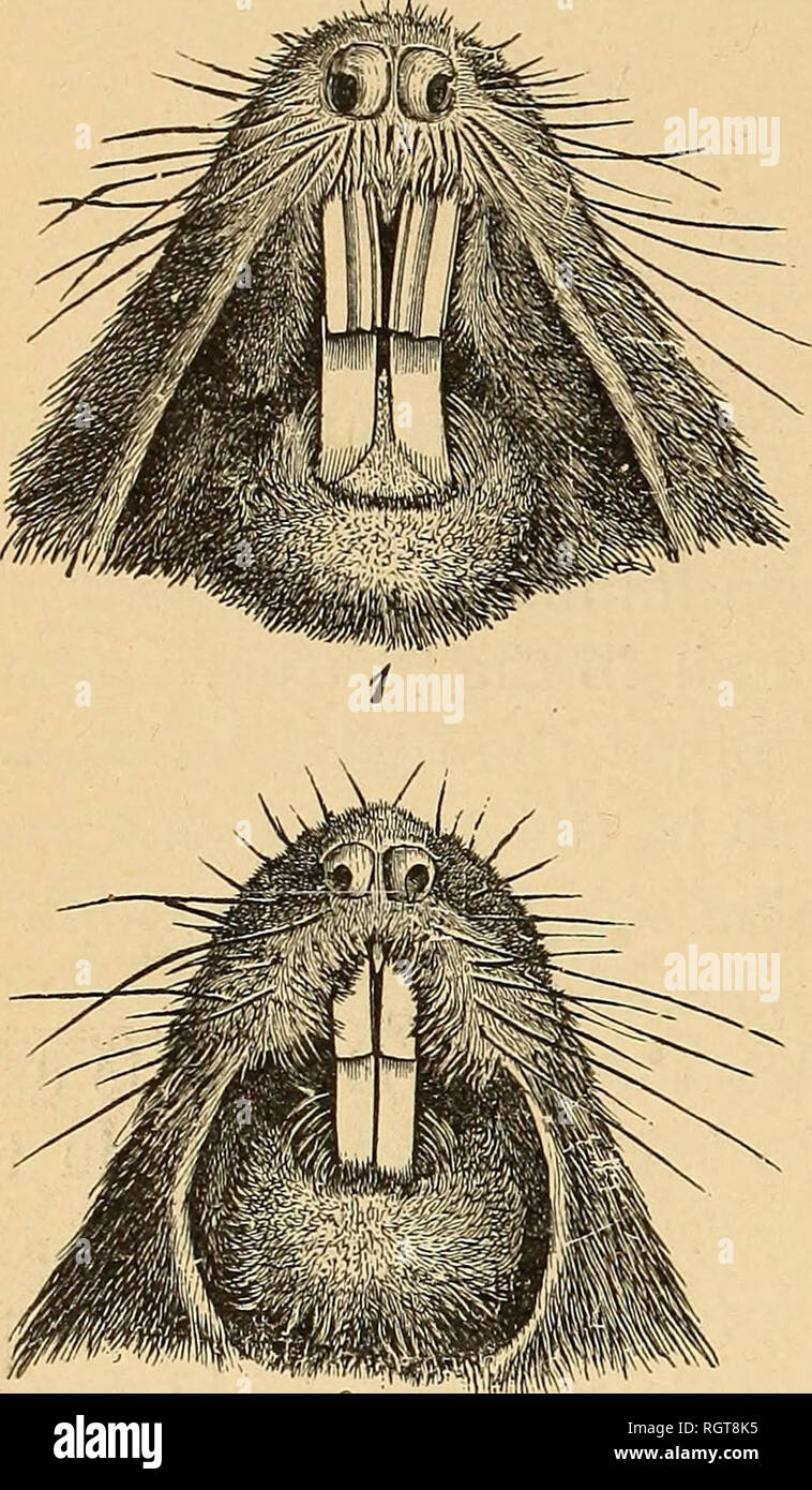 . Bulletin - Biological Survey. Zoology, Economic. 10 Pocket gophers of ...