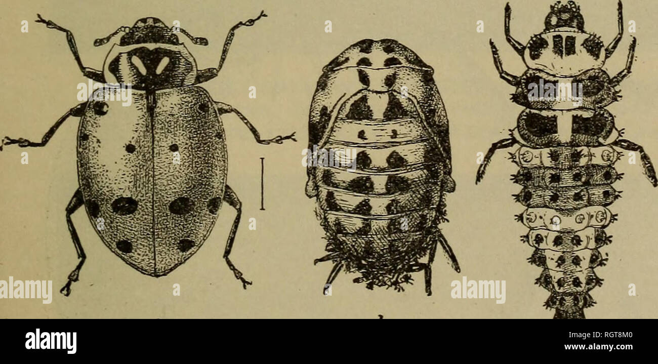 Nine spotted lady beetle hi-res stock photography and images - Alamy