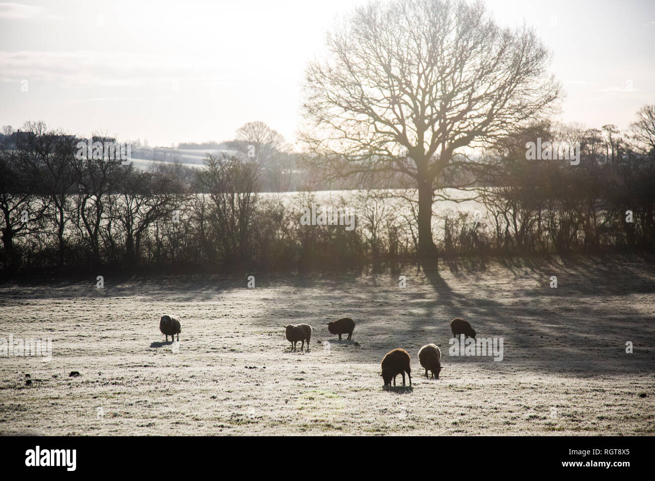 Sheep in field on frosty morning at sunrise with long shadows from ...