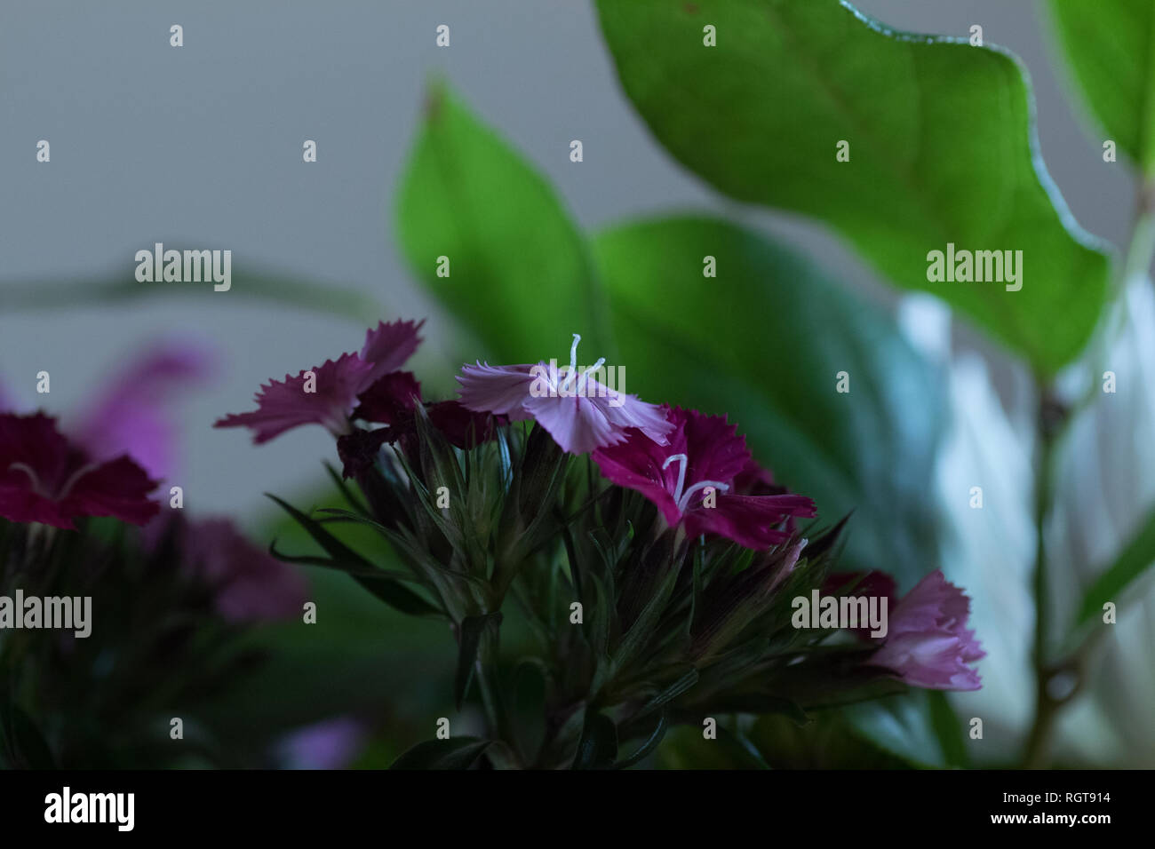 reach for your dreams Stock Photo - Alamy