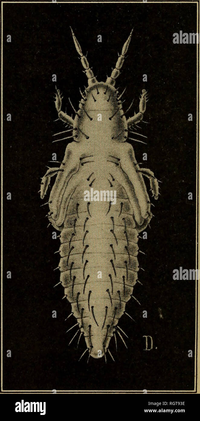 . Bulletin. Insects; Insect pests; Entomology; Insects; Insect pests ...