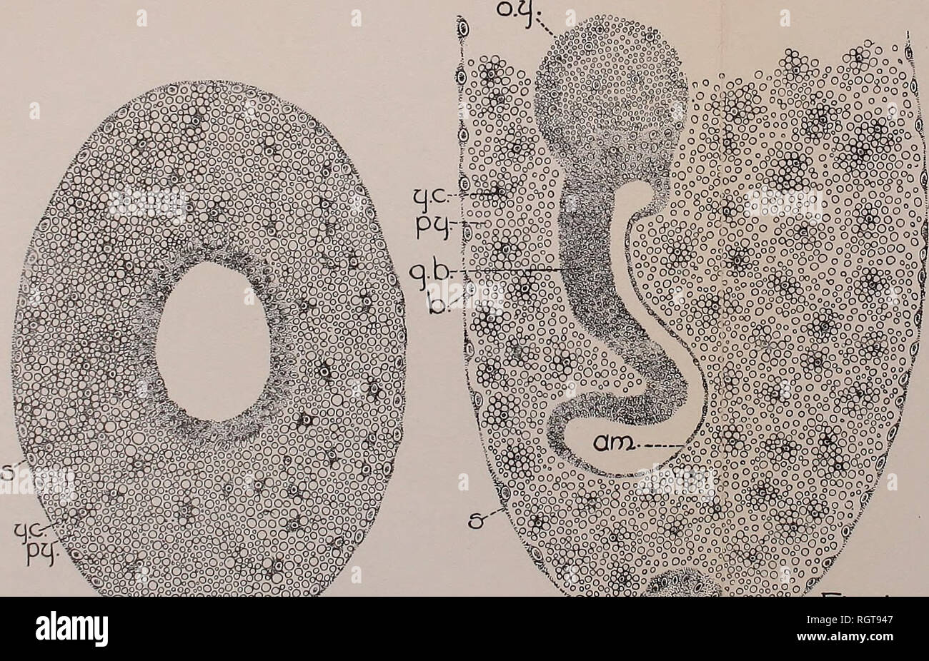 T shaped insects hi-res stock photography and images - Alamy