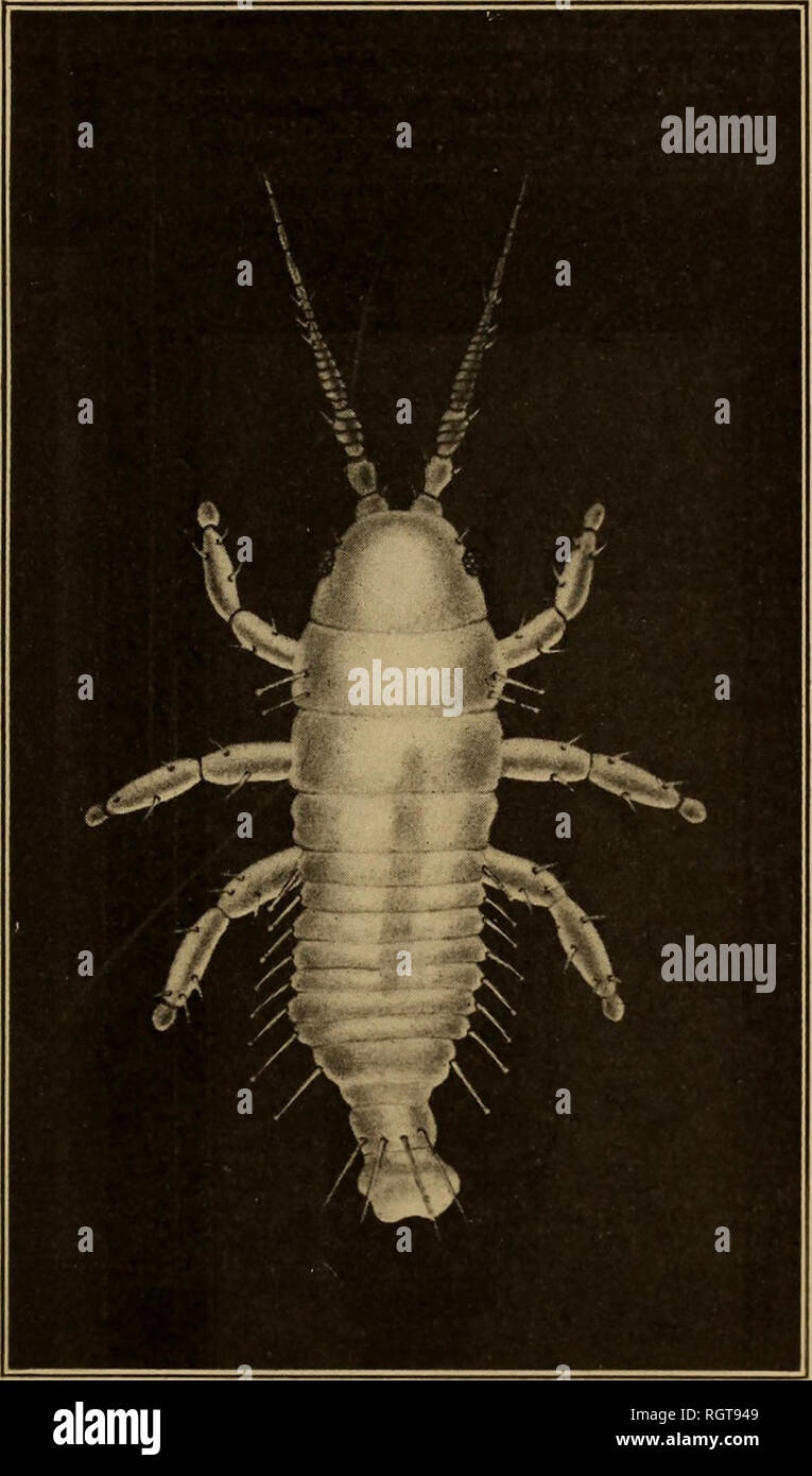 Spindle shaped legs hi-res stock photography and images - Alamy