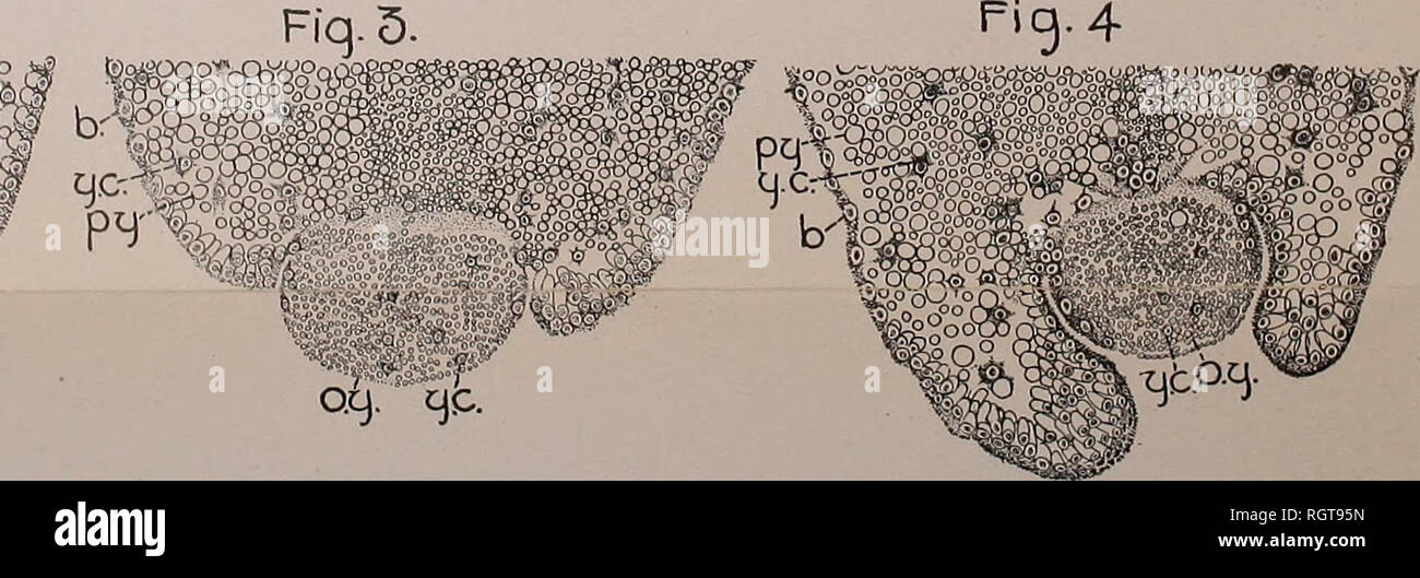 . Bulletin. Insects; Insect pests; Entomology; Insects; Insect pests ...