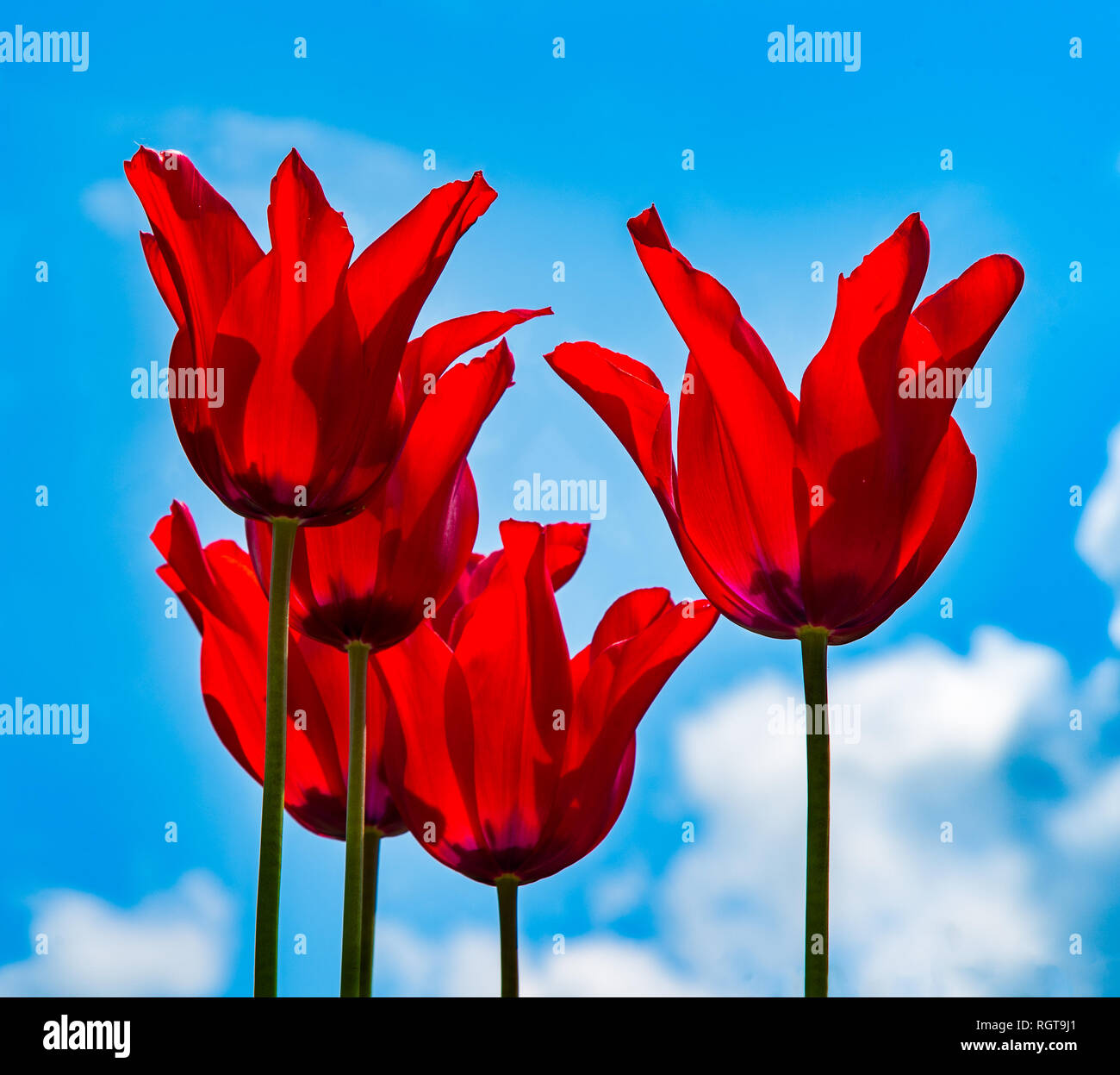 Sun shining through red tulips, seen against a blue sky Stock Photo - Alamy