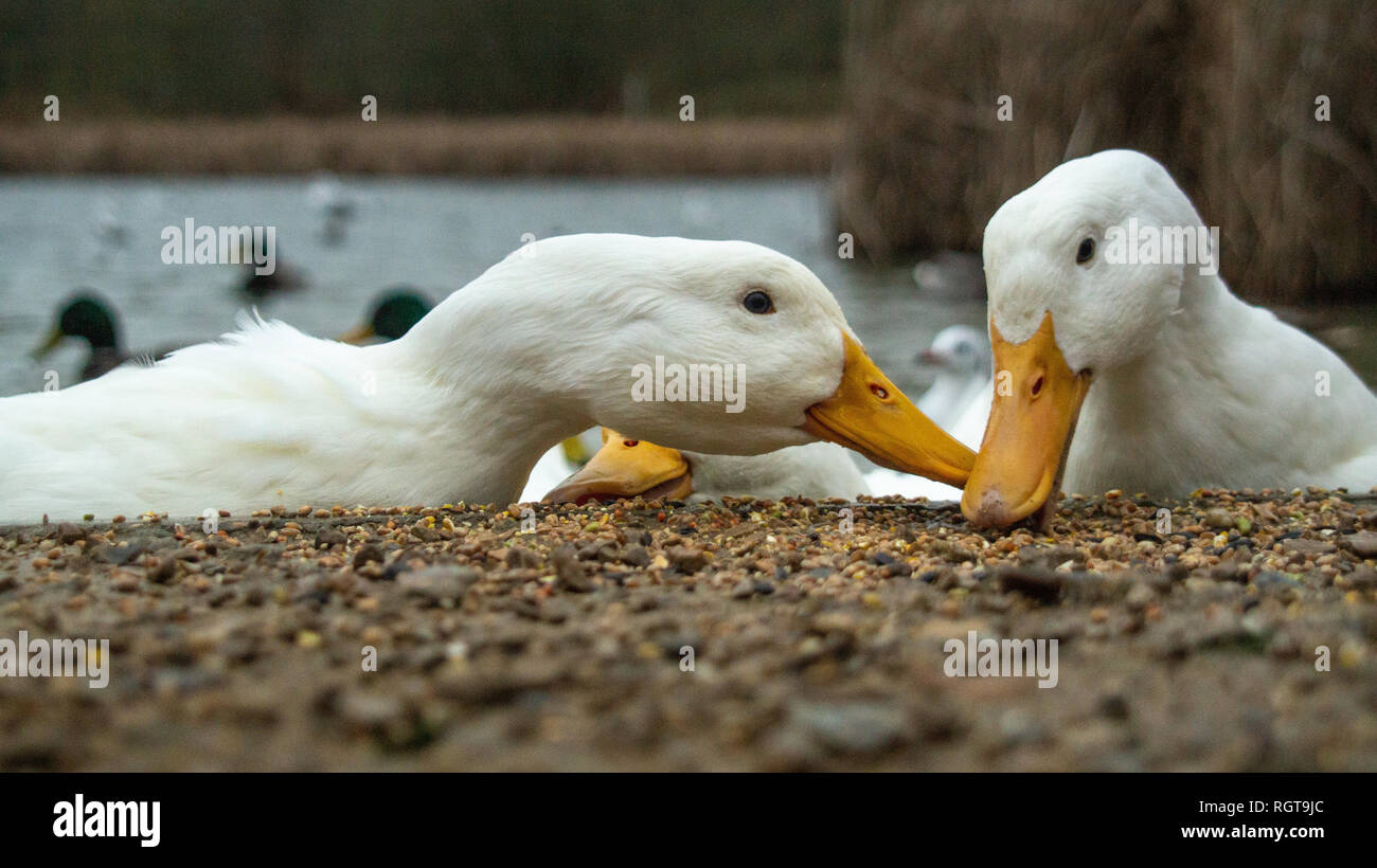 Large White Heavy Ducks, Amercan, Pekin, Aylesbury, Feeding on Lake ...