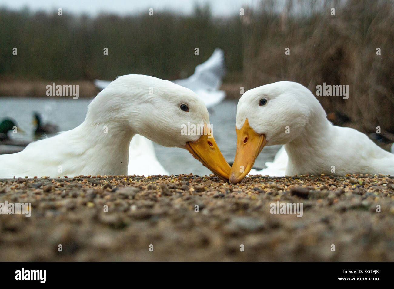 Large White Heavy Ducks, Amercan, Pekin, Aylesbury, Feeding on Lake ...
