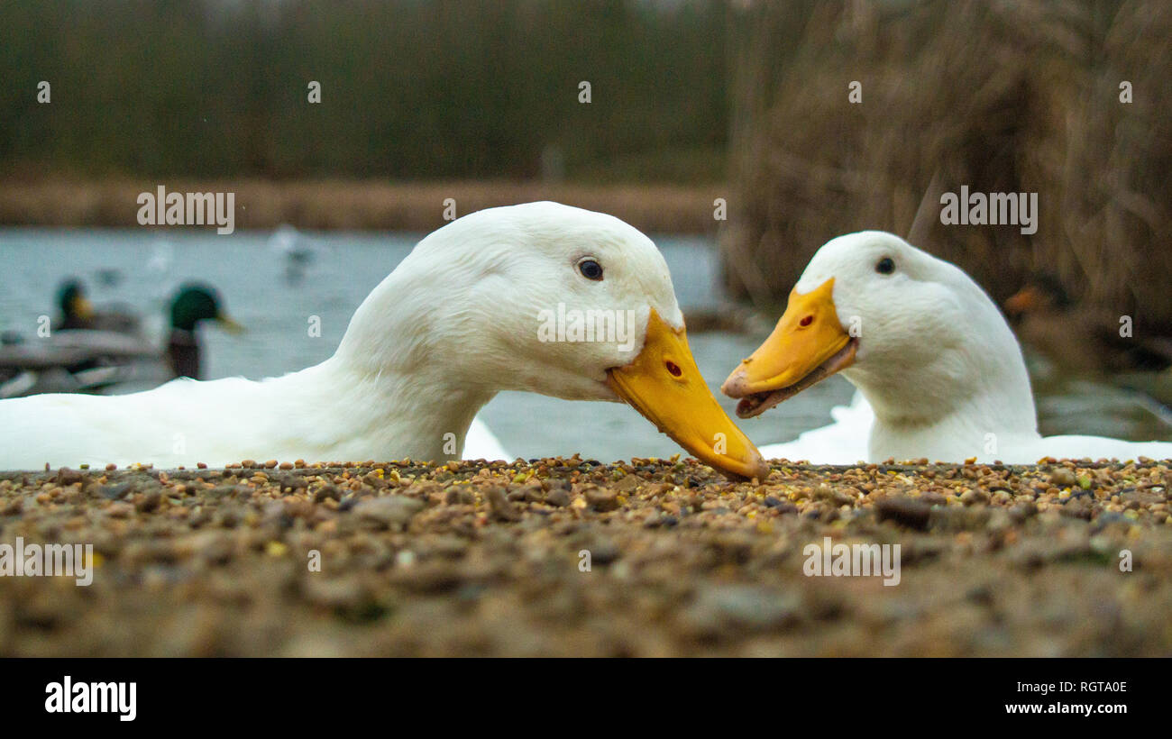 Large White Heavy Ducks, Amercan, Pekin, Aylesbury, Feeding on Lake ...
