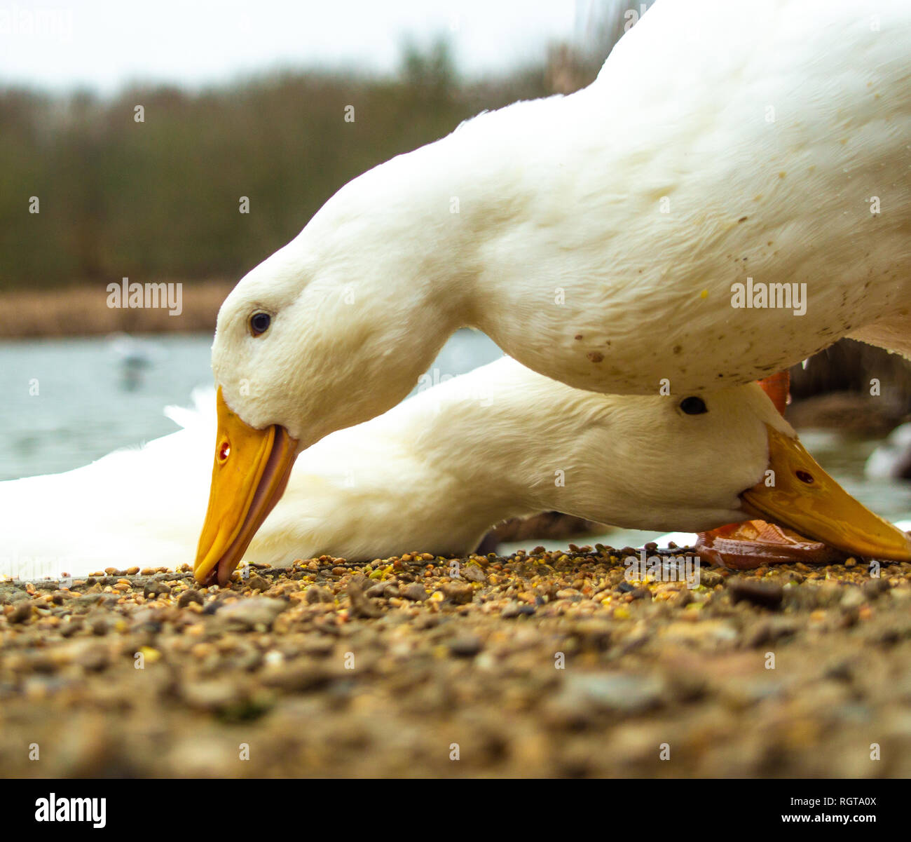 Large White Heavy Ducks, Amercan, Pekin, Aylesbury, Feeding on Lake ...