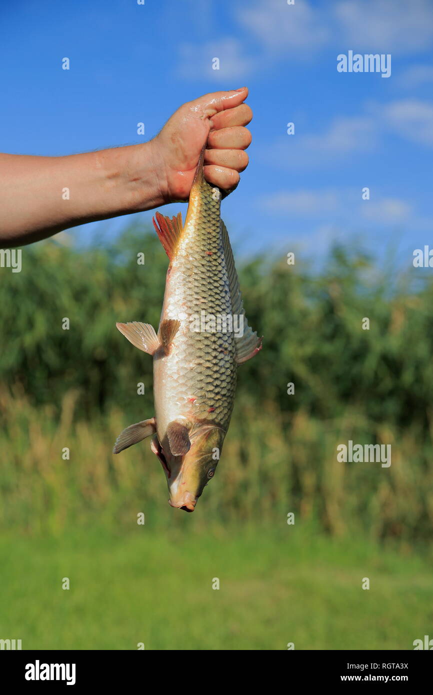 Gala Lake High Resolution Stock Photography and Images - Alamy