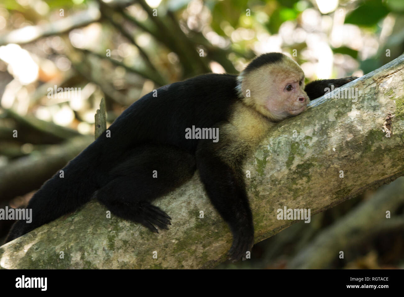 White-faced Capuchin (Cebus capucinus Stock Photo - Alamy
