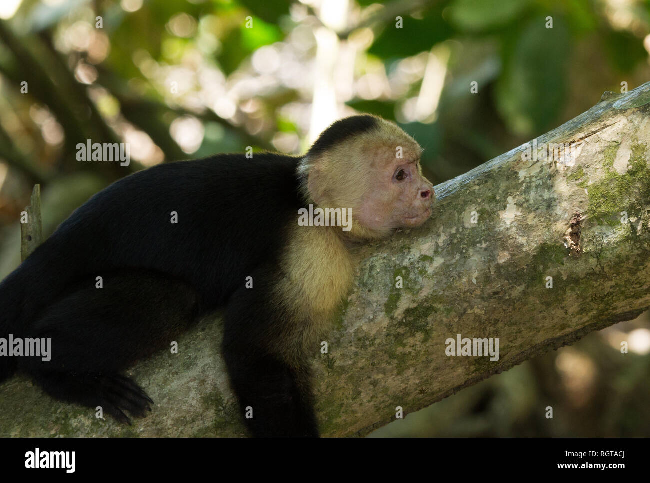 White-faced Capuchin (Cebus capucinus Stock Photo - Alamy
