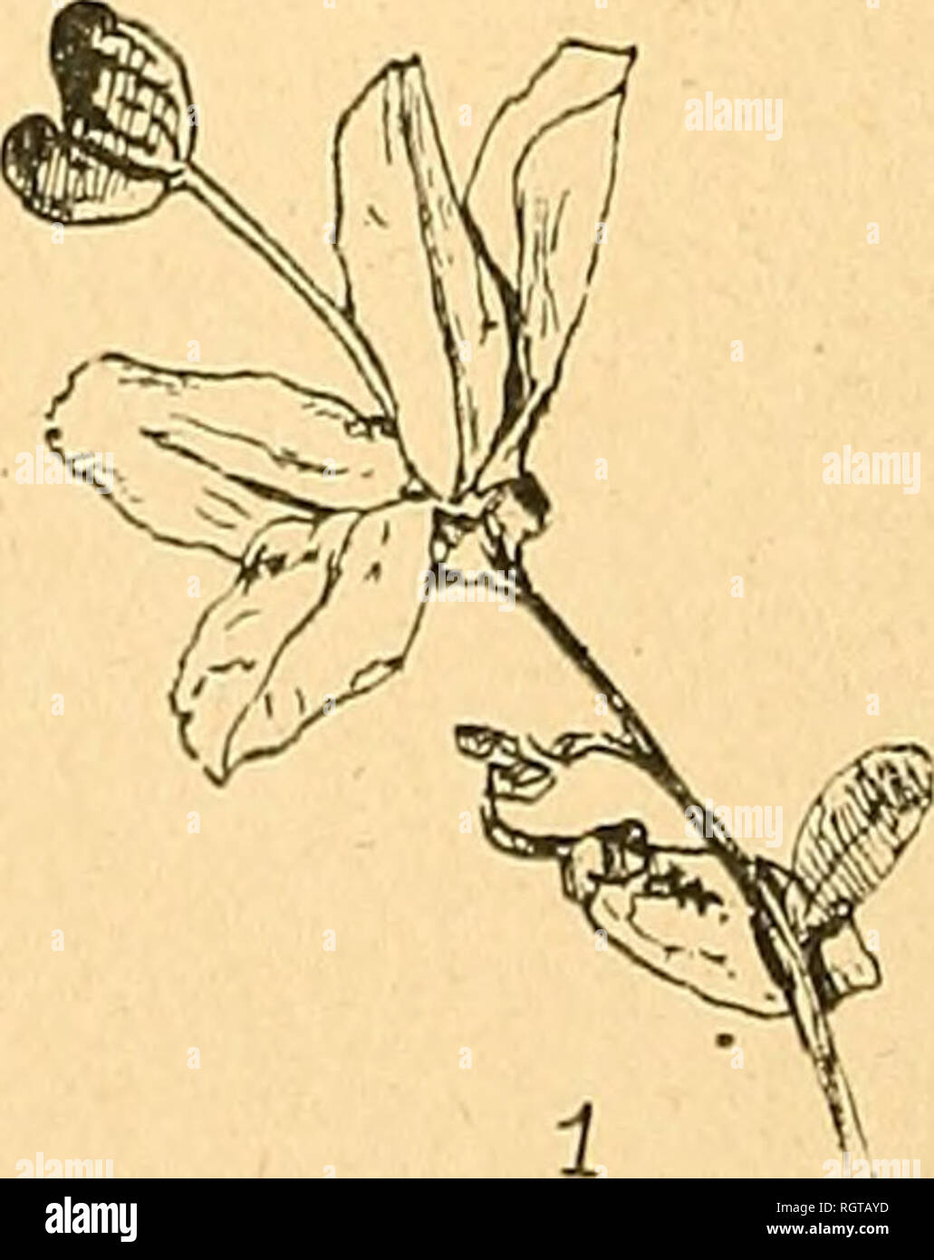 . Bulletin de l'Acadmie internationale de gographie botanique ...