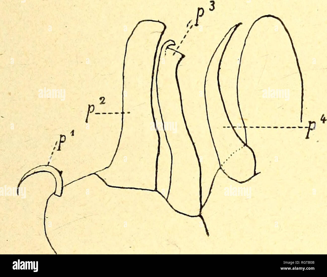 Tubiform hi-res stock photography and images - Alamy