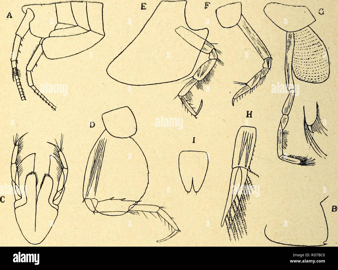 Mesosome hi-res stock photography and images - Alamy