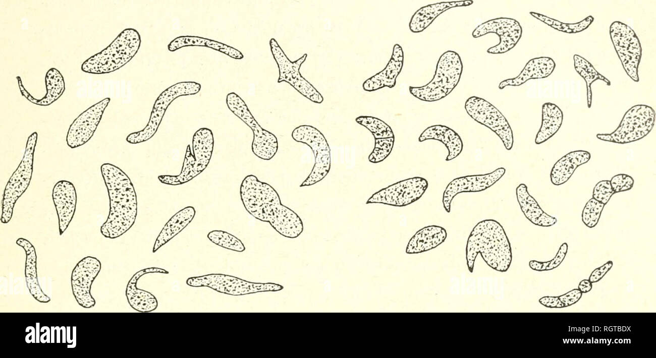 Algues du sol hi-res stock photography and images - Alamy