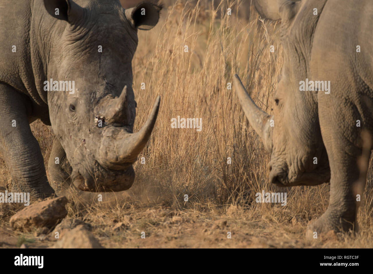 White rhinoceros fighting hi-res stock photography and images - Alamy