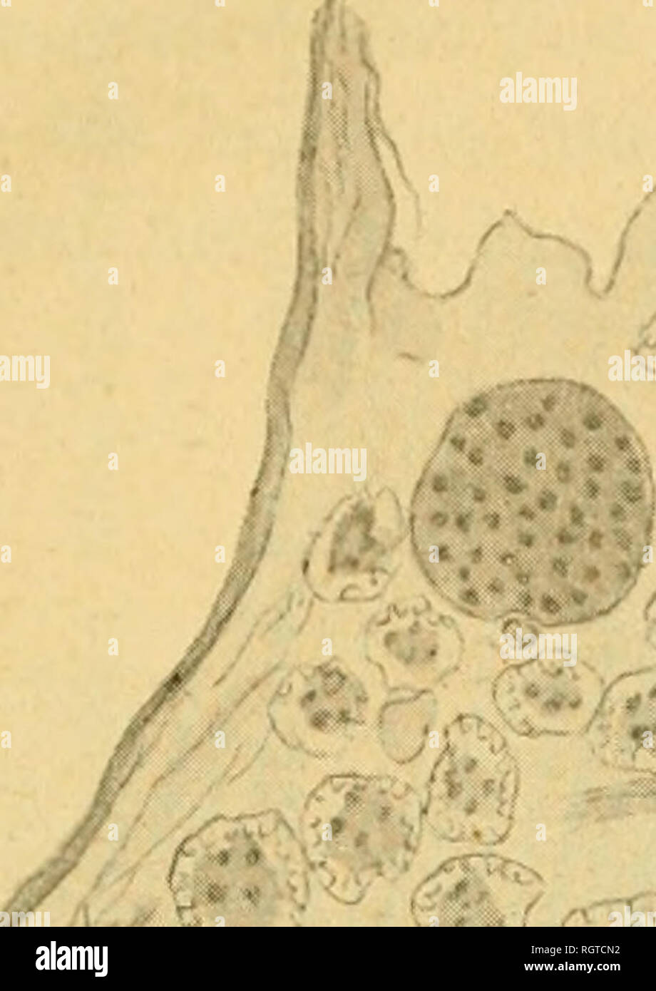 Phausis High Resolution Stock Photography and Images - Alamy