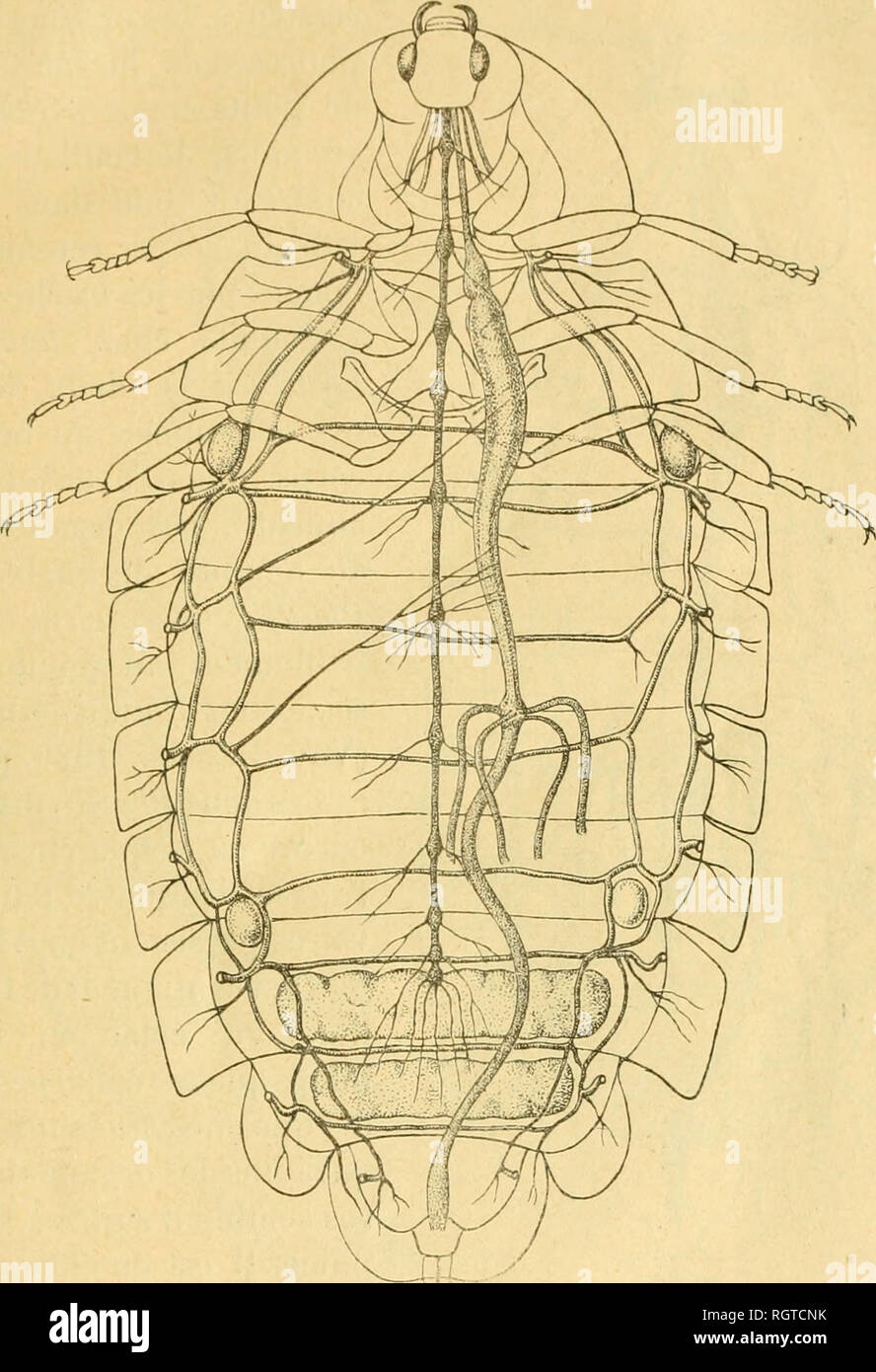 Phausis High Resolution Stock Photography and Images - Alamy