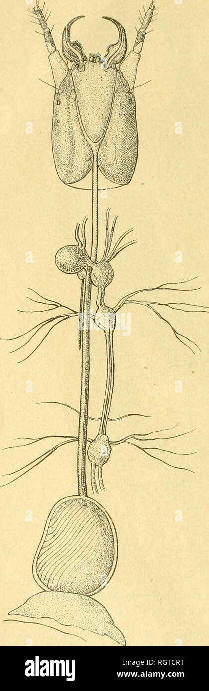 Phausis hi-res stock photography and images - Alamy