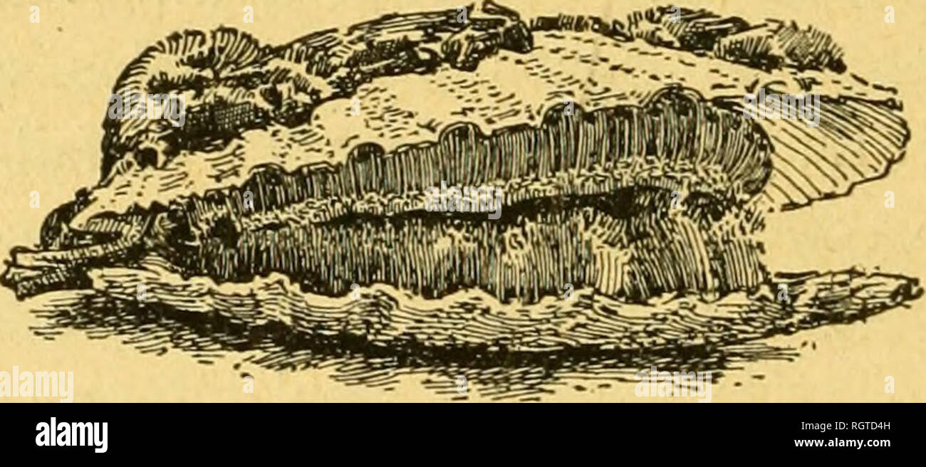 Cormus hi-res stock photography and images - Alamy