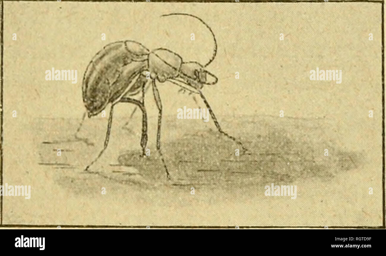 Braconides hi-res stock photography and images - Alamy