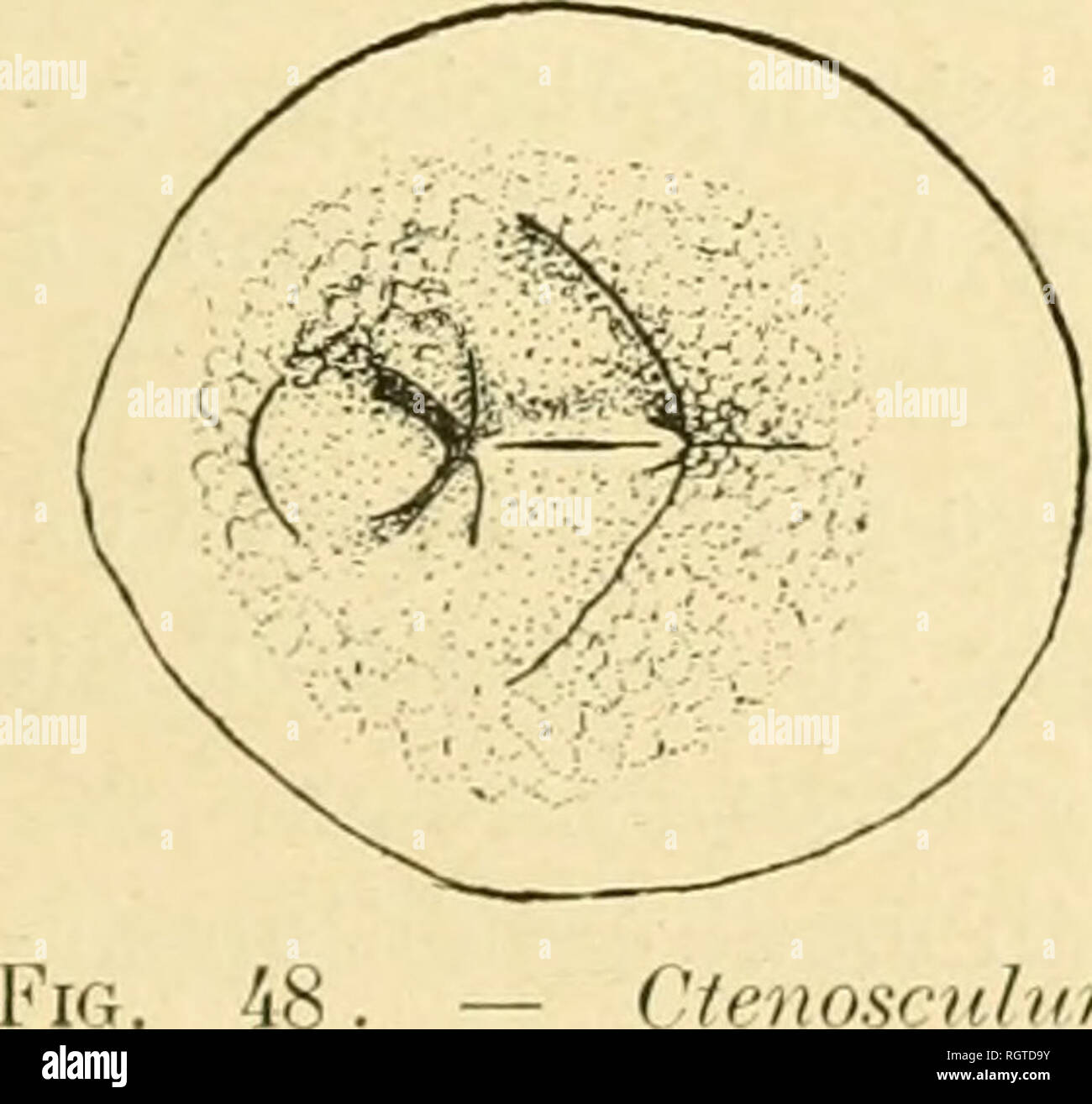 Brisinga hi-res stock photography and images - Alamy