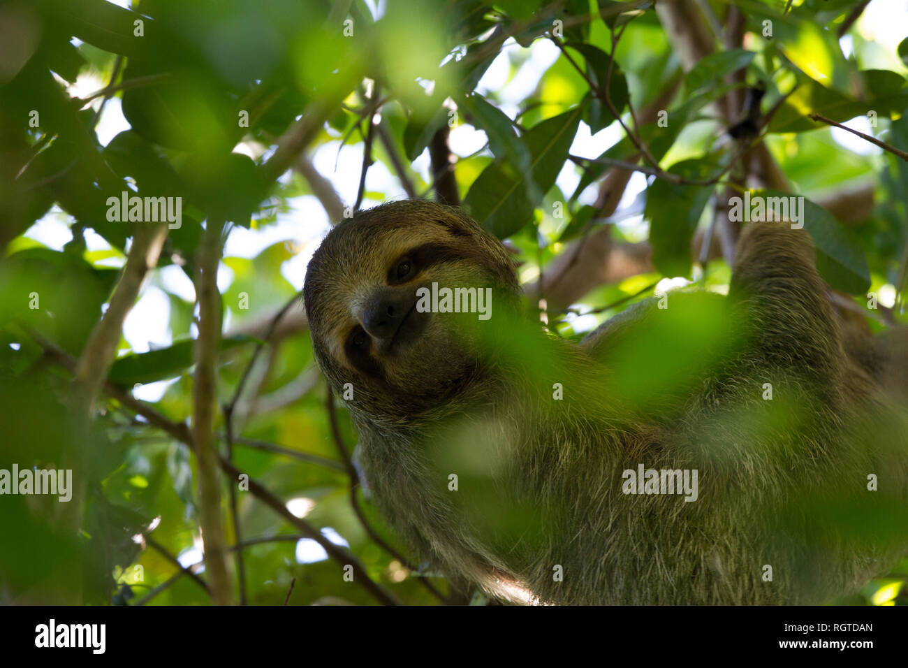 Two-toed Sloth (Choloepus hoffmanni Stock Photo - Alamy