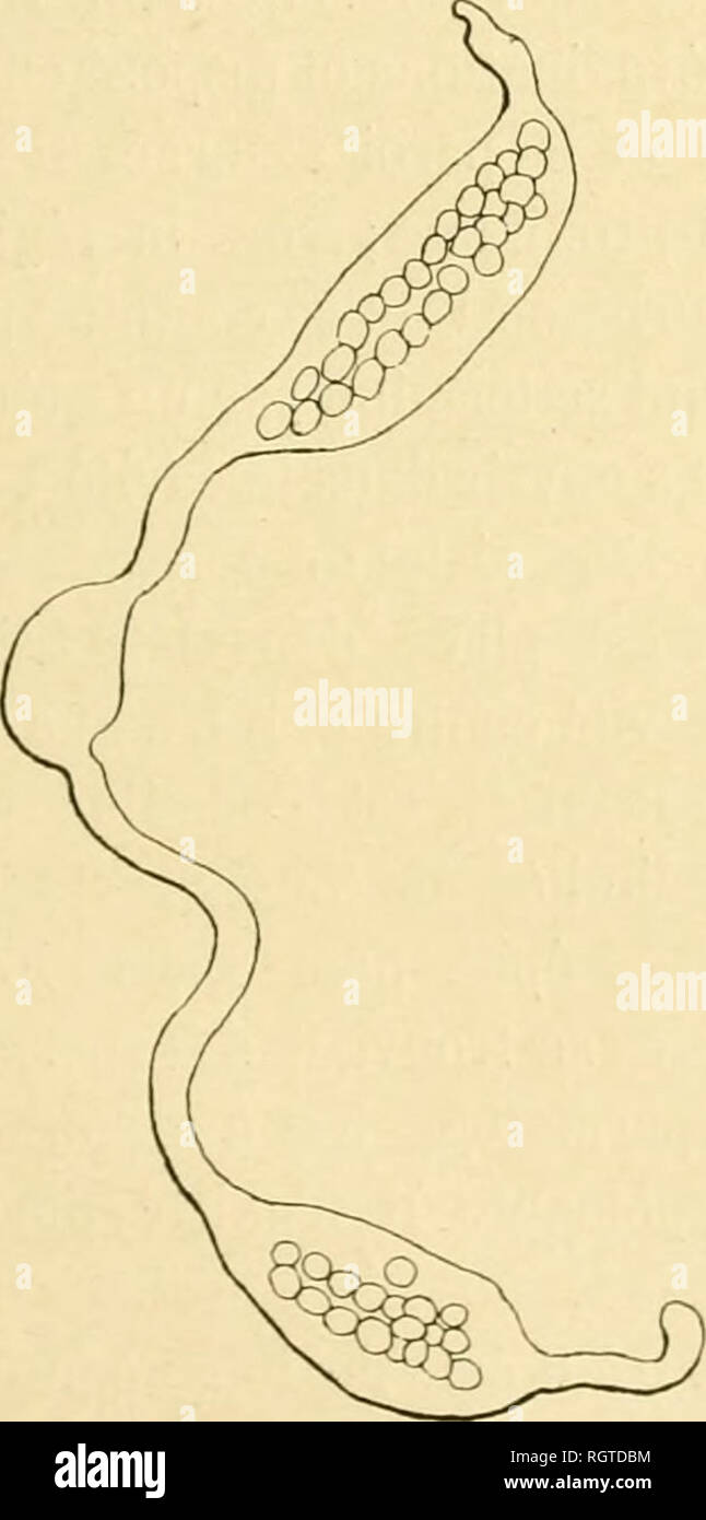 . Bulletin biologique de la France et de la Belgique. Biology; Natural ...