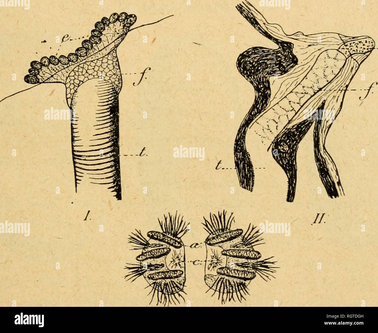 Digestifs hi-res stock photography and images - Alamy