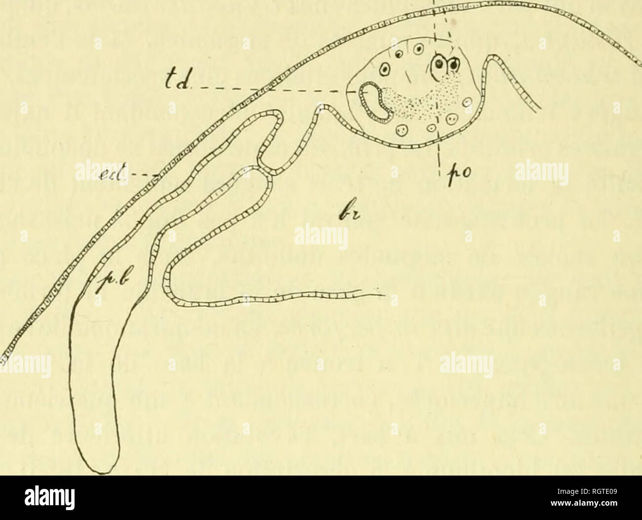 Blastozoa hi-res stock photography and images - Alamy