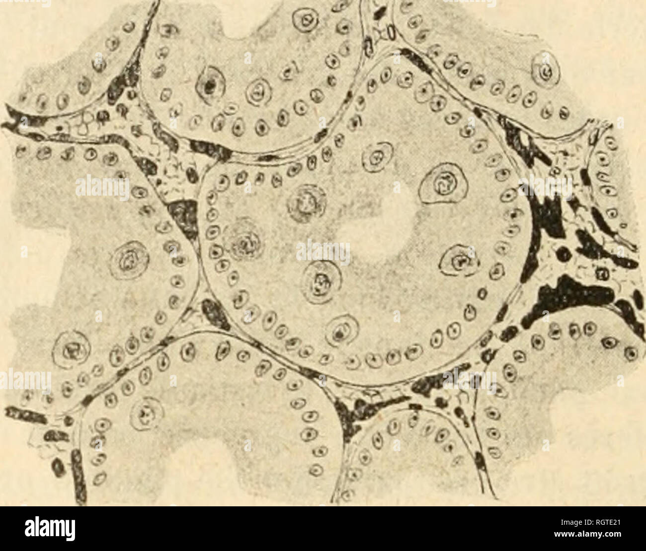 Laisan hi-res stock photography and images - Alamy