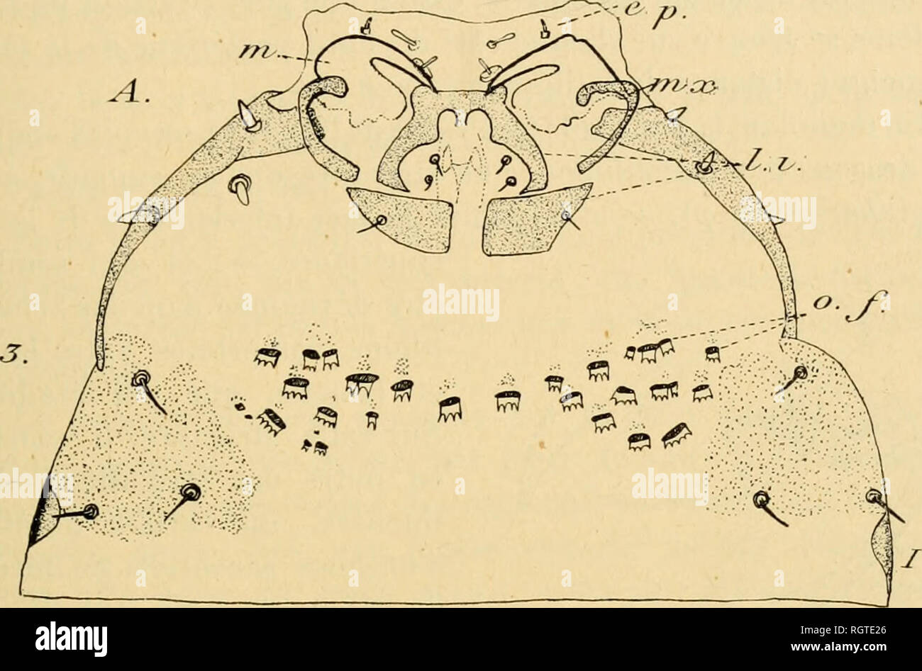 Planidium hi-res stock photography and images - Alamy