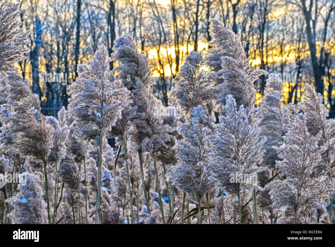 Extremely cold, snowy winter weather Stock Photo - Alamy