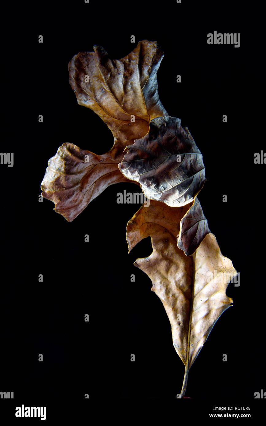 Abstract photograph of dried leaf Stock Photo - Alamy
