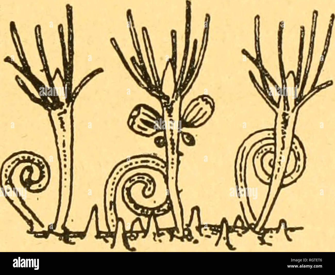 Cellules ancestrales hi-res stock photography and images - Alamy