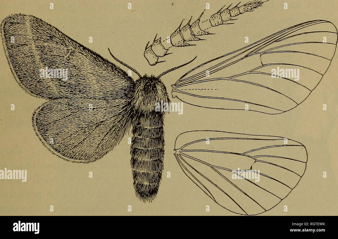 . Bulletin. Insects; Insect pests; Entomology; Insects; Insect pests ...