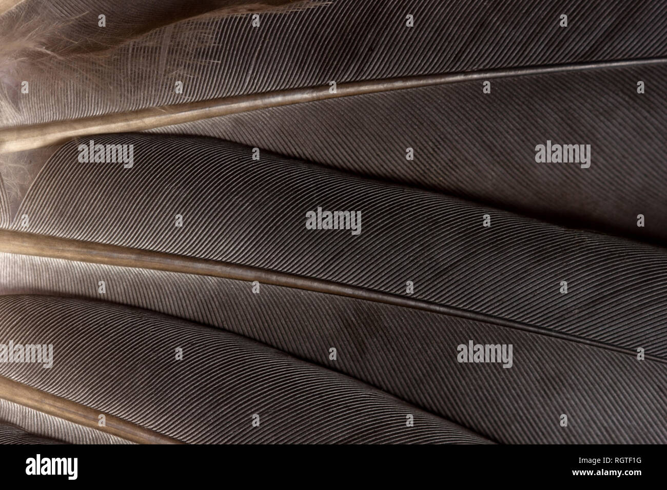 Pigeon feather quill hi-res stock photography and images - Alamy