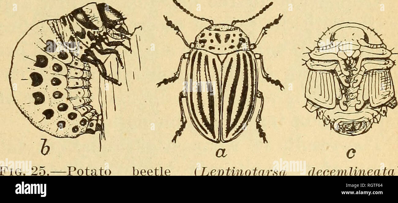 Rootworm beetles hi-res stock photography and images - Alamy