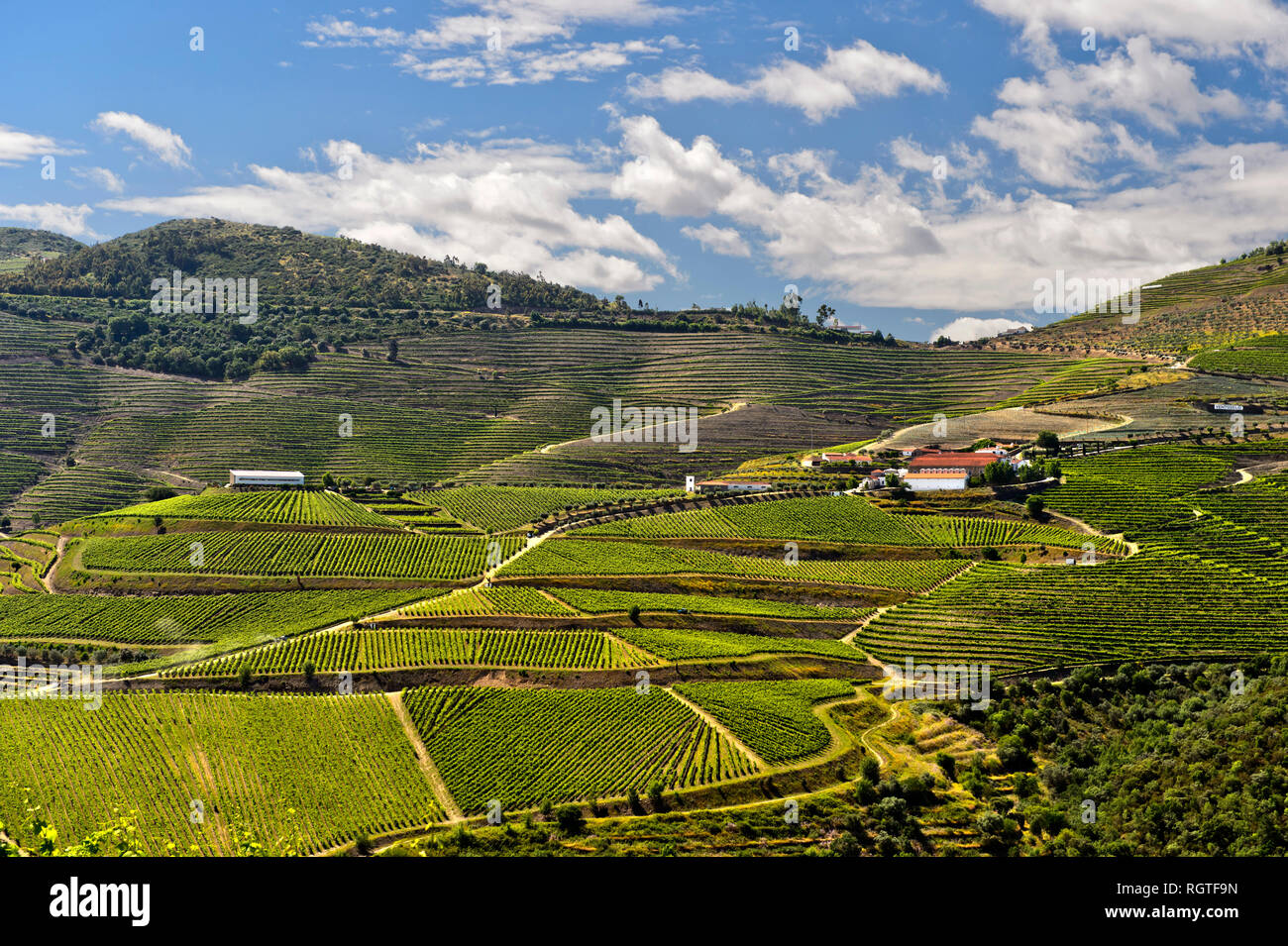 Vineyards in the port wine region Alto Douro, Pinhao, Douro Valley ...