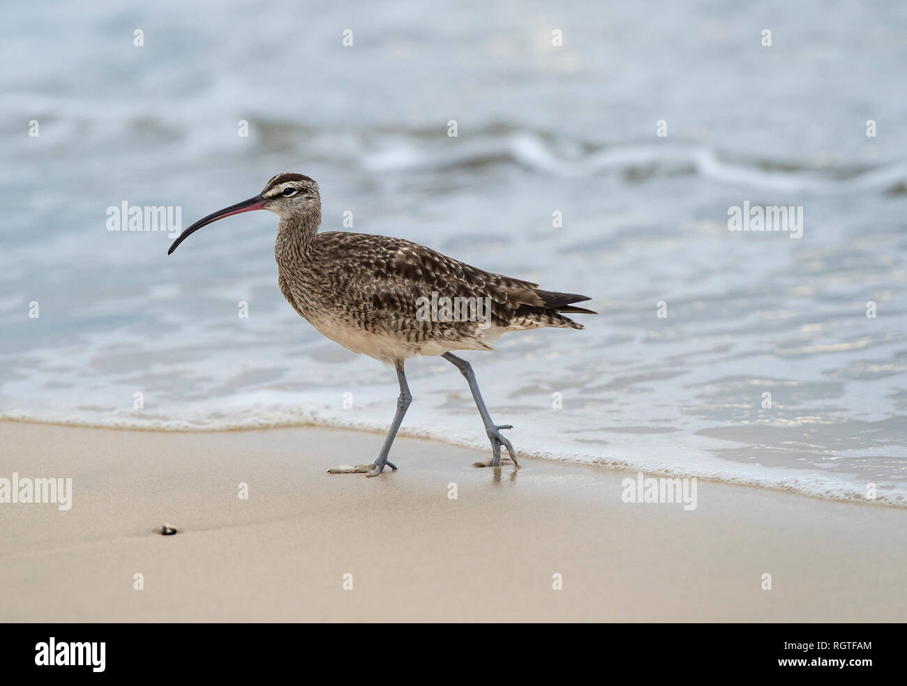 Whimbrel (Numenius phaeopus hudsonicus), Sandpiper family (Scolopacidae ...