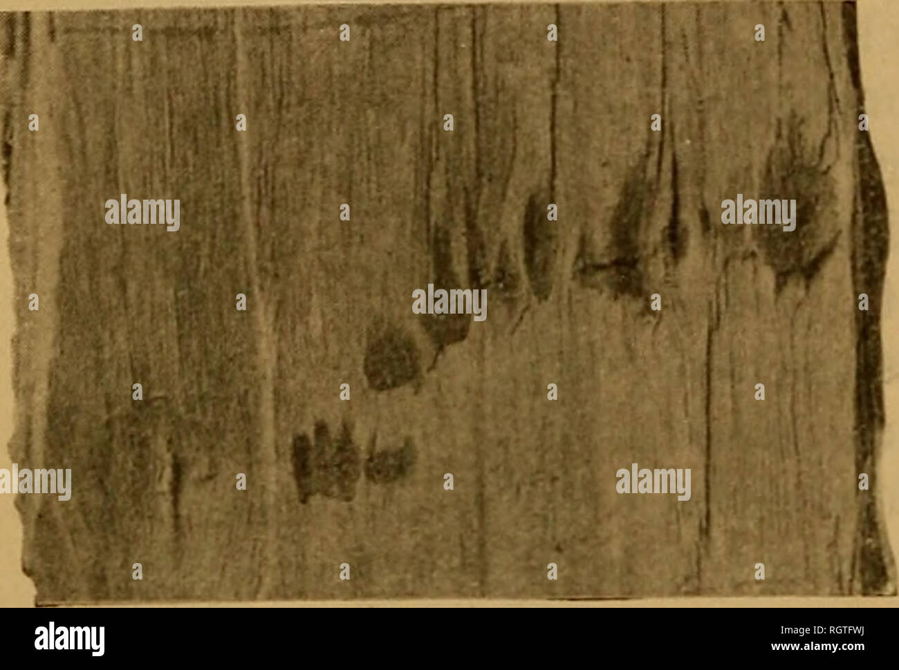 Wood structural defects hi-res stock photography and images - Alamy