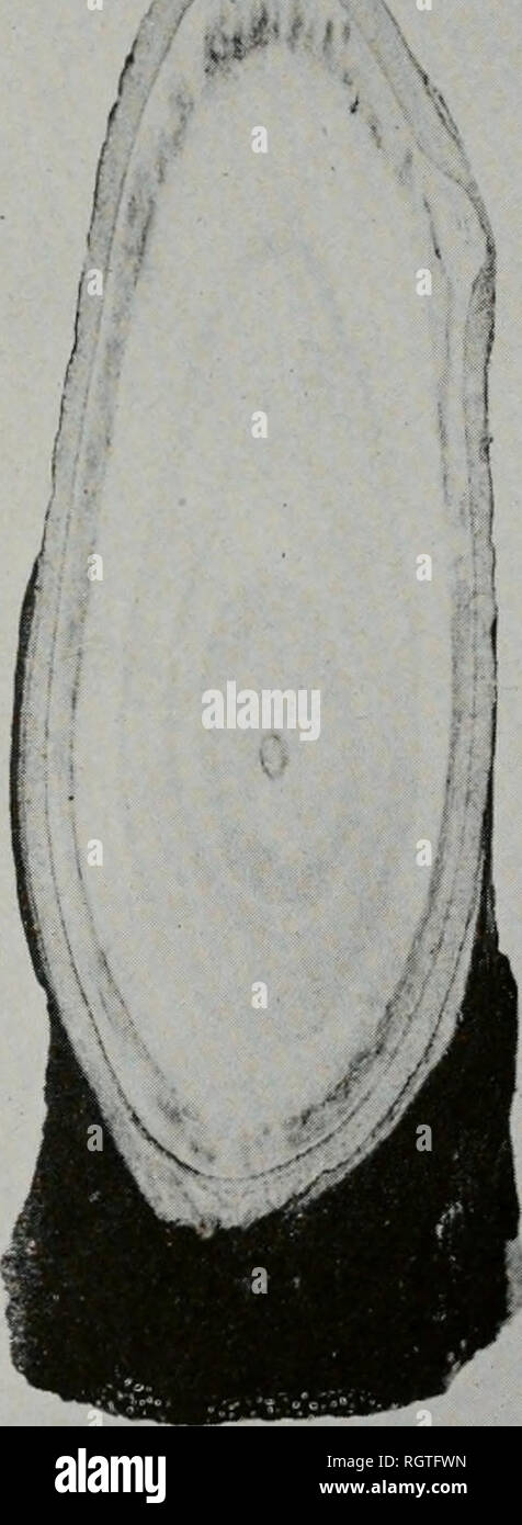 Cut elms hi-res stock photography and images - Alamy